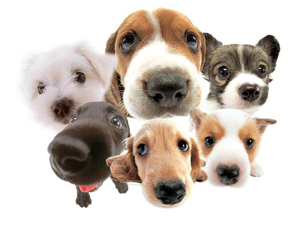 Quais raças de cachorro combinam mais com seu estilo de vida? – Pausa ...